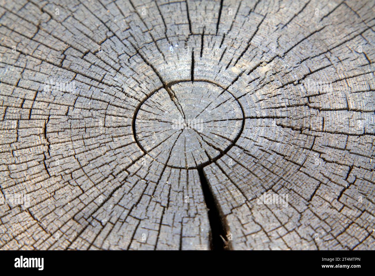 Wooden cross section Stock Photo - Alamy