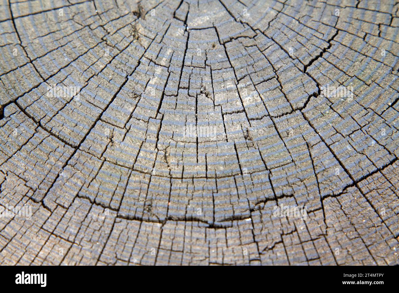 Wooden cross section Stock Photo - Alamy
