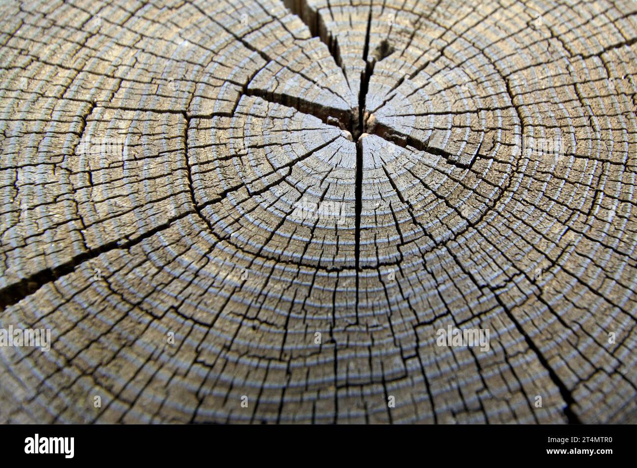 Wooden cross section Stock Photo - Alamy