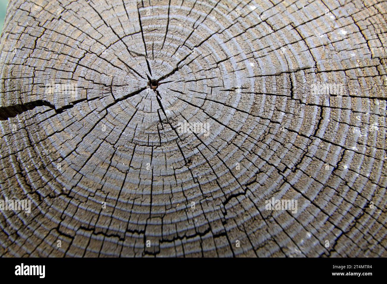 Wooden cross section Stock Photo - Alamy