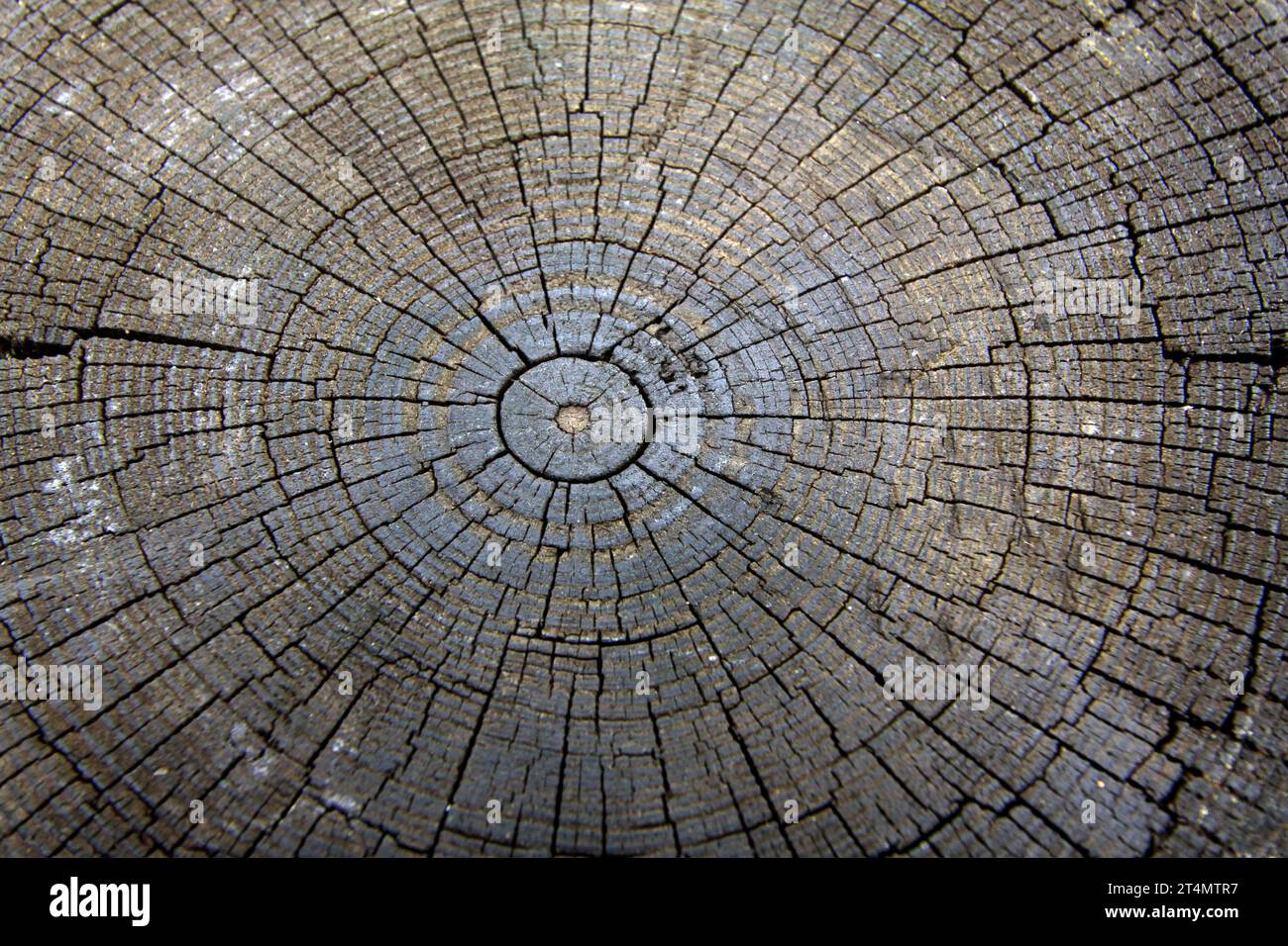 Wooden cross section Stock Photo - Alamy