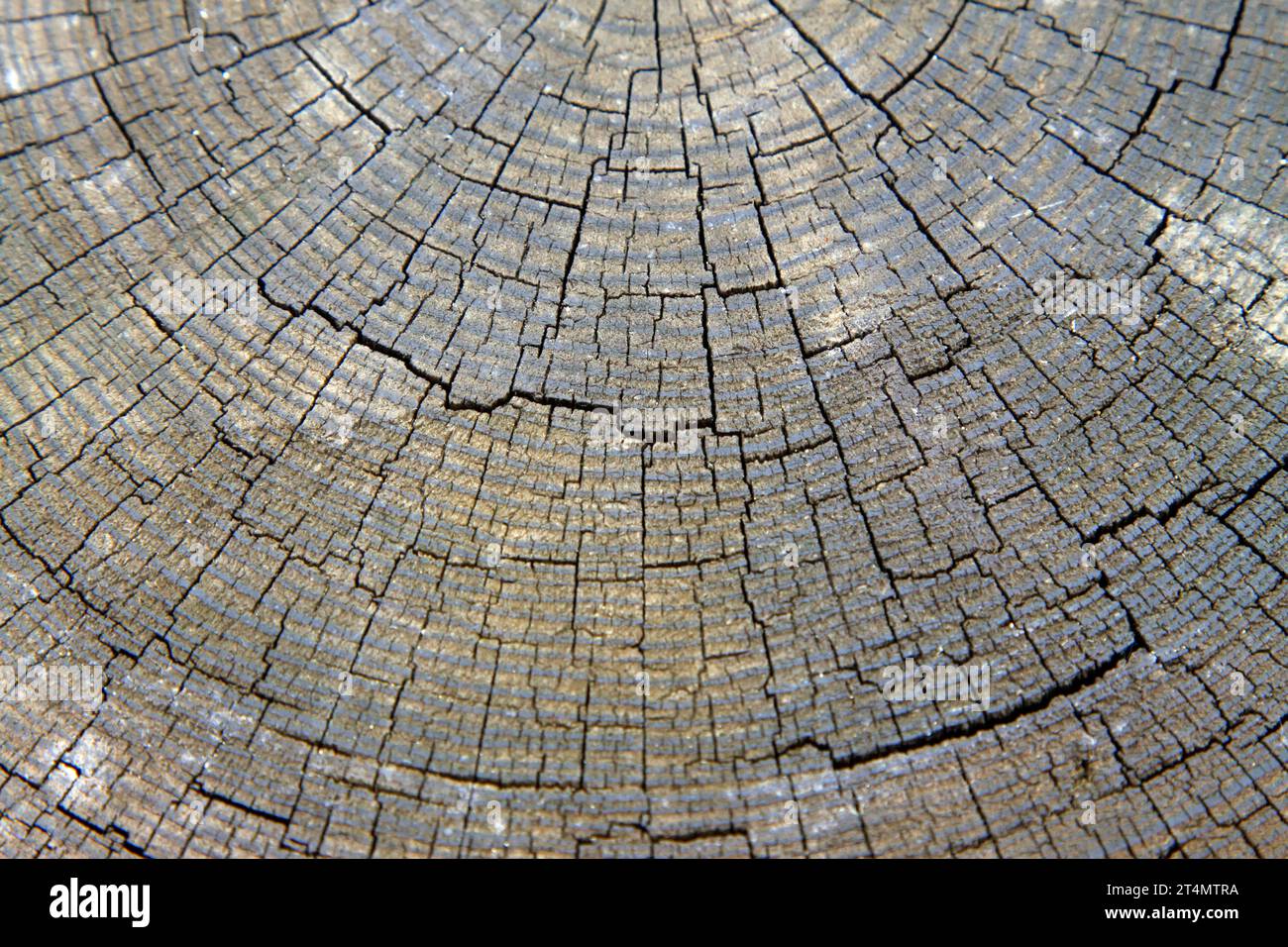 Wooden cross section Stock Photo - Alamy