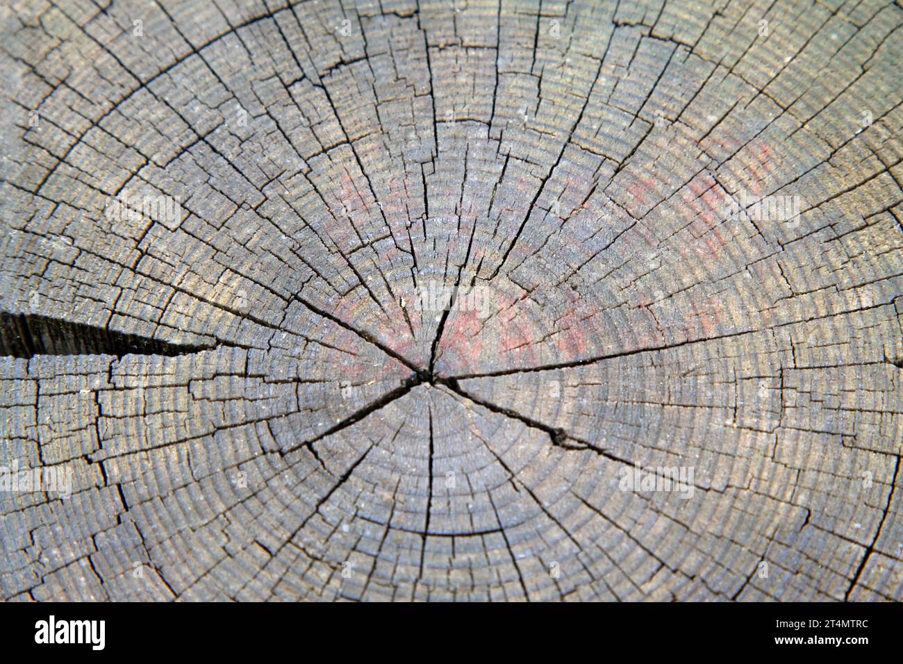 Wooden cross section Stock Photo - Alamy