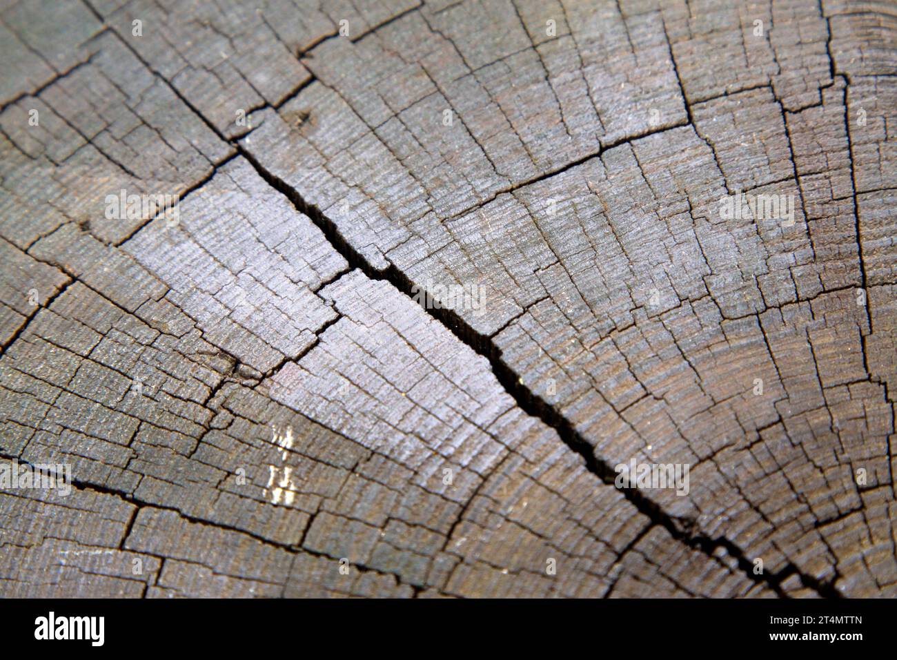Wooden cross section Stock Photo - Alamy