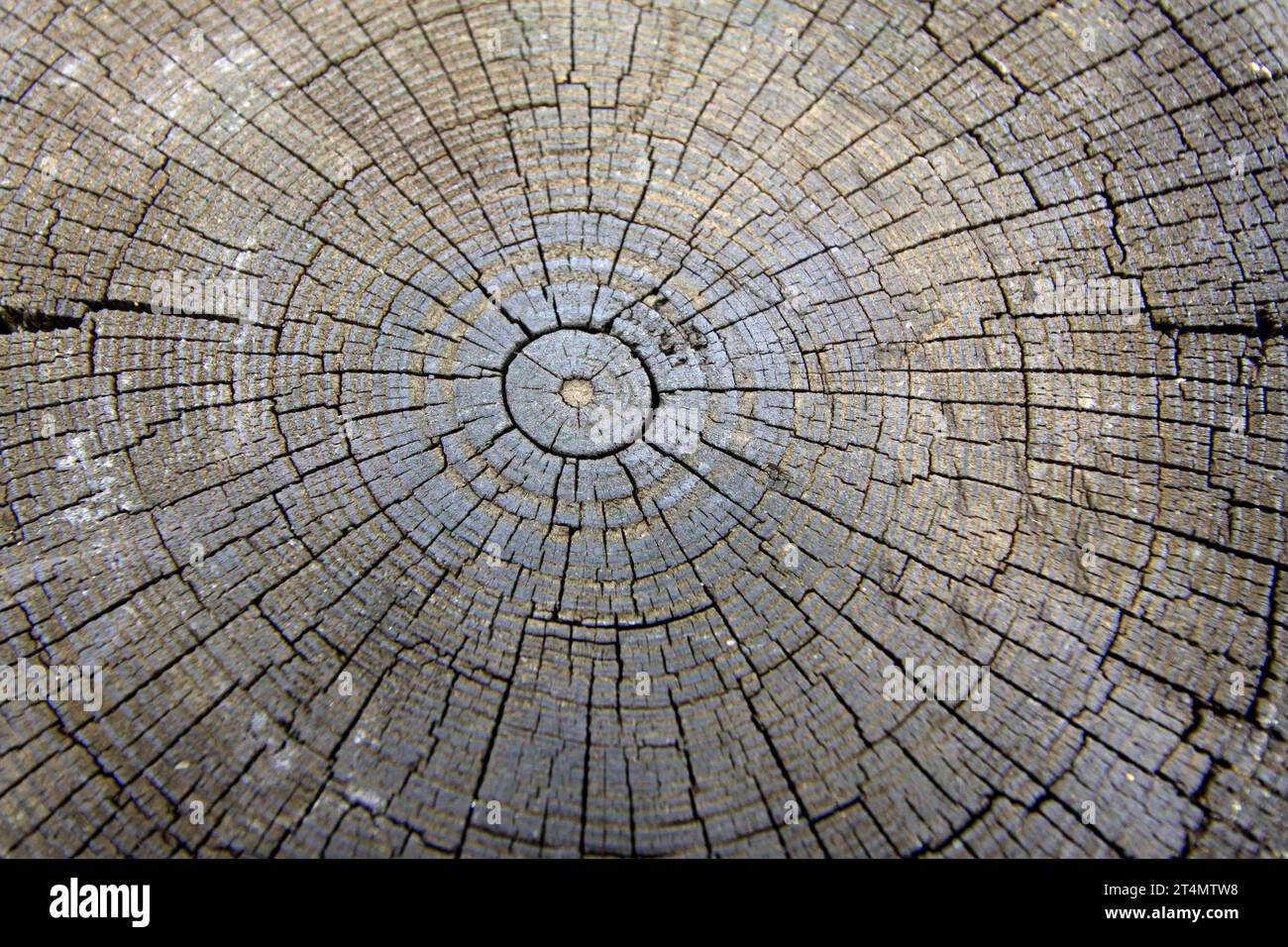 Wooden cross section Stock Photo - Alamy