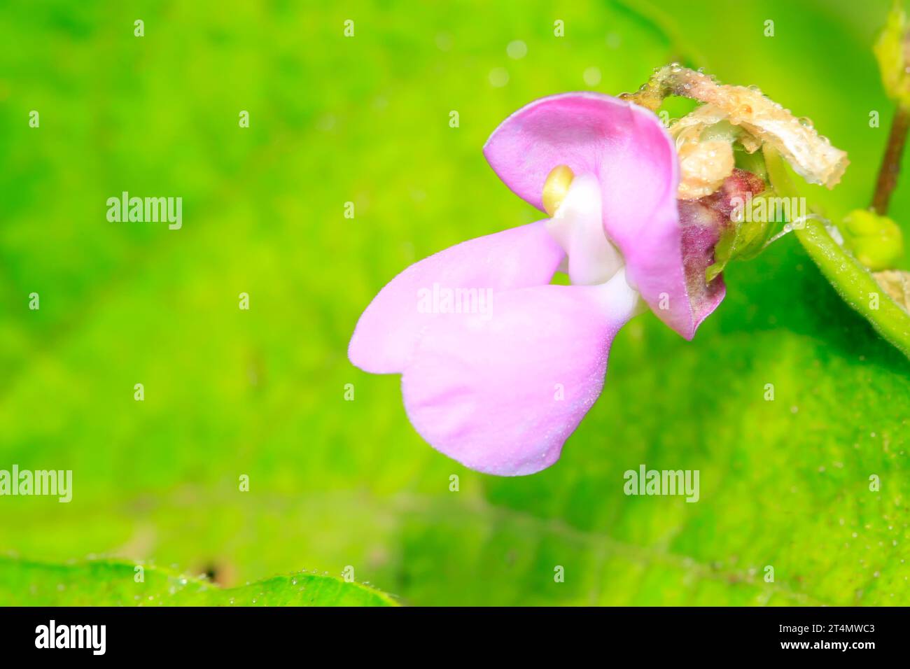 Legume flowers hi-res stock photography and images - Alamy