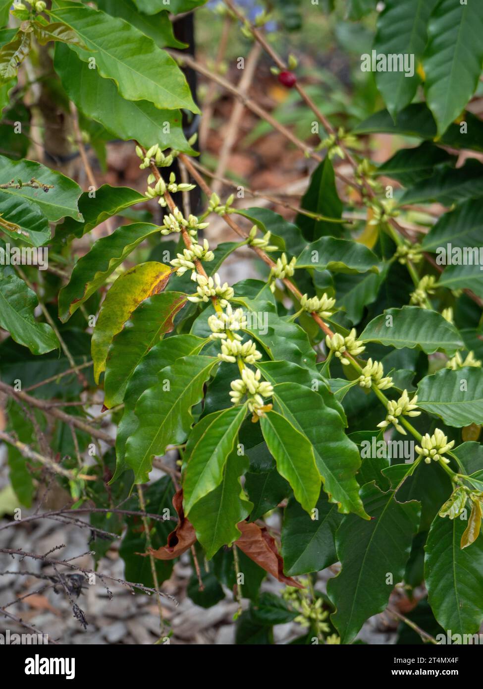 Coffee Arabica tree budding and flowering, white flower buds and green ...