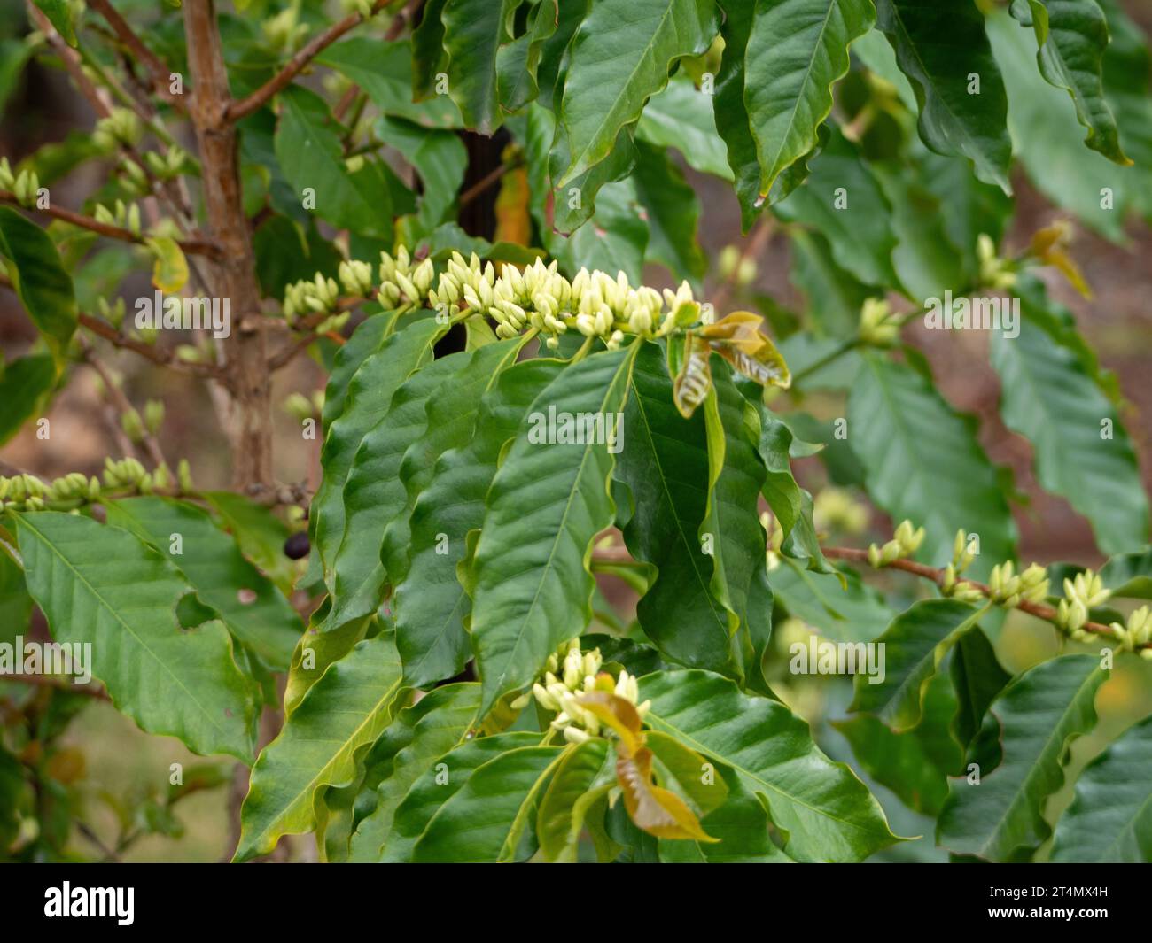 Coffee Arabica tree budding and flowering, white flower buds and green ...