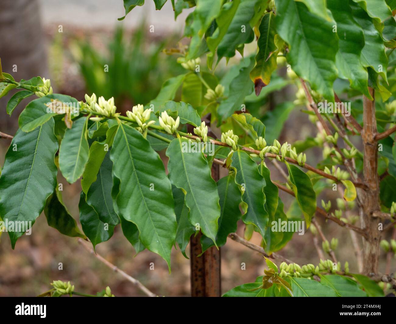 Coffee Arabica tree budding and flowering, white flower buds and green ...