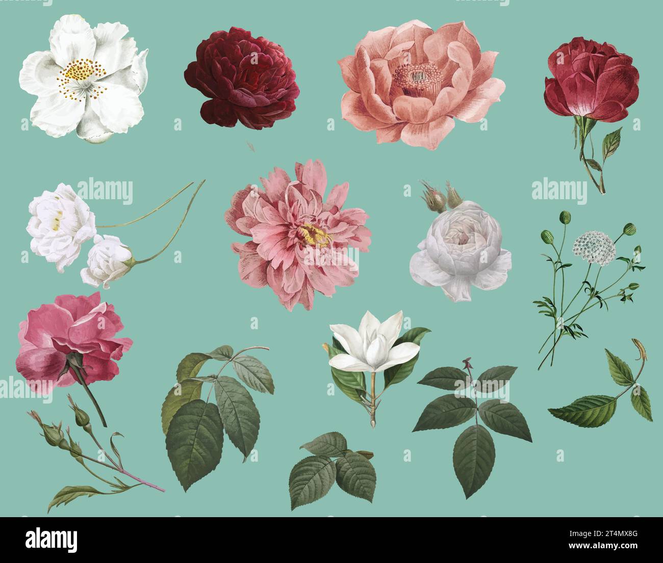 Vintage flower drawings hi-res stock photography and images - Alamy