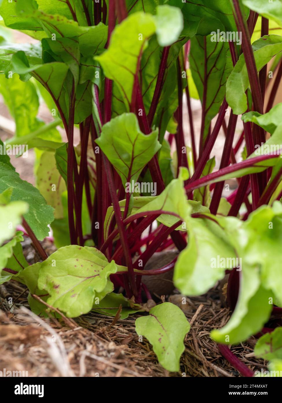 Plant life cycle phases hi-res stock photography and images - Alamy