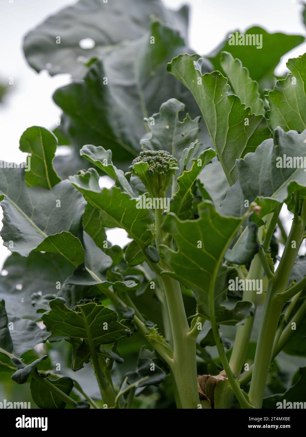 Broccoli growing in an Australian vegetable garden, leafy blue green ...