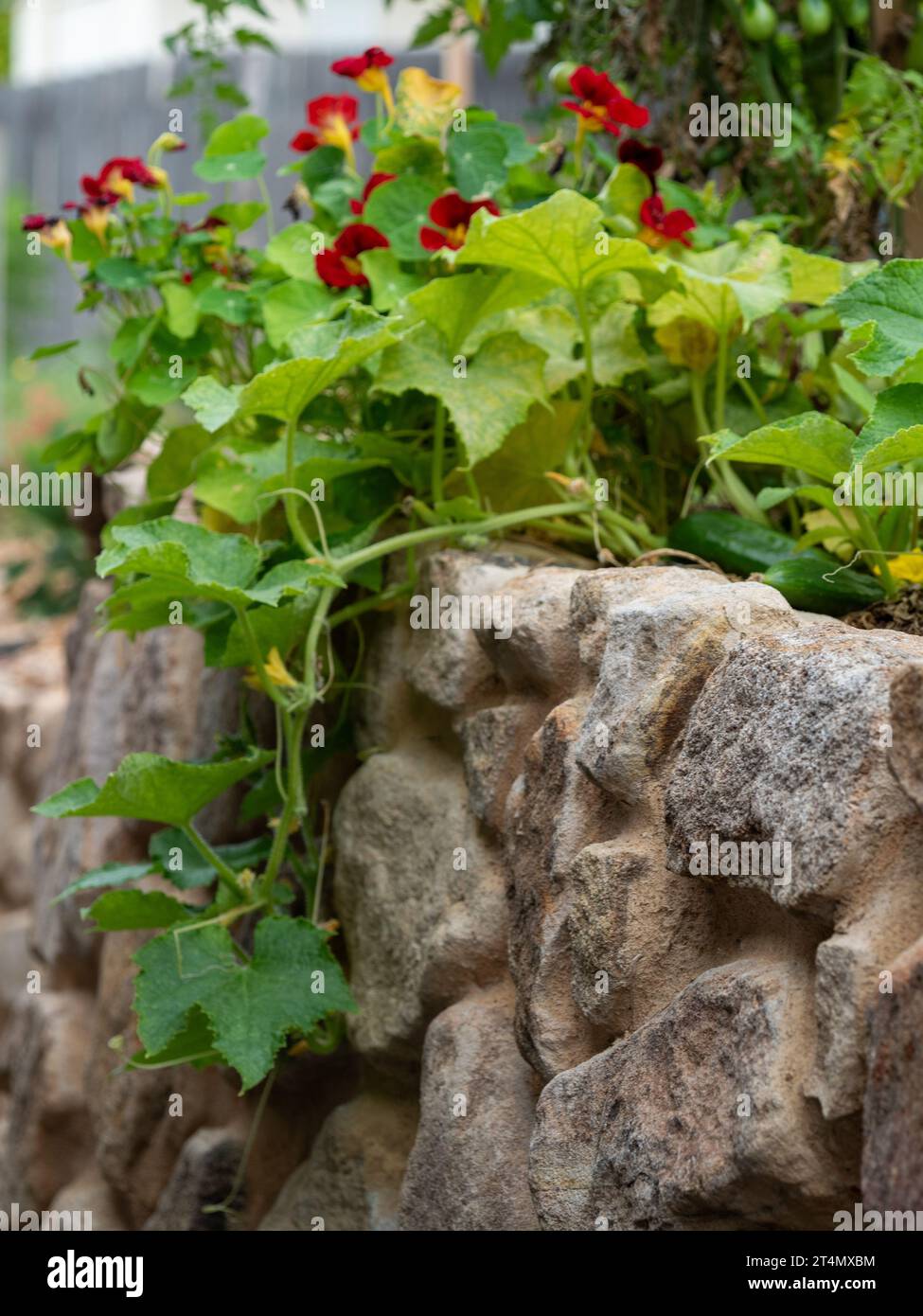 A beautiful vegetable garden with green leaves, red Nasturtium flowers ...