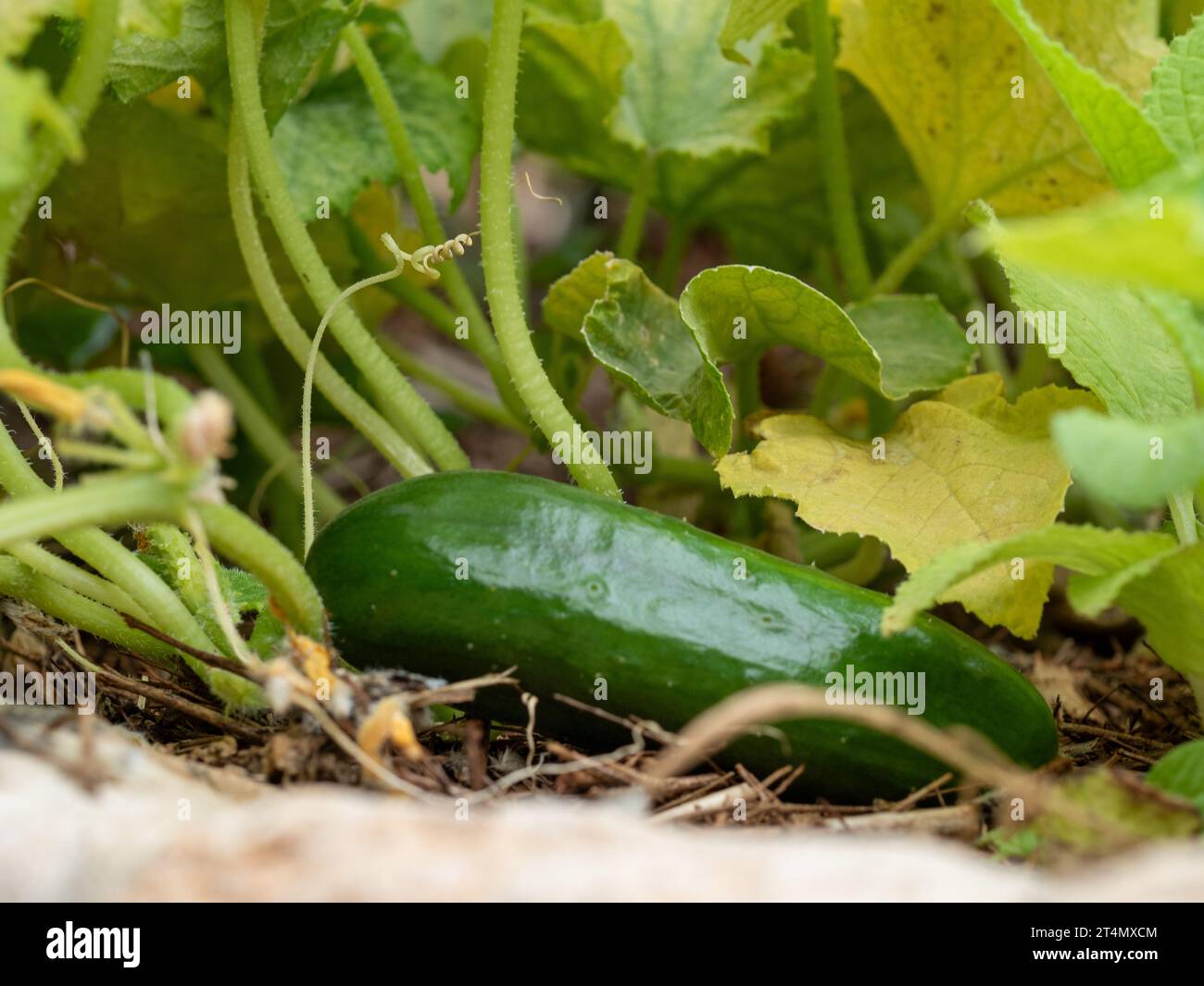 Plant life cycle phases hi-res stock photography and images - Alamy