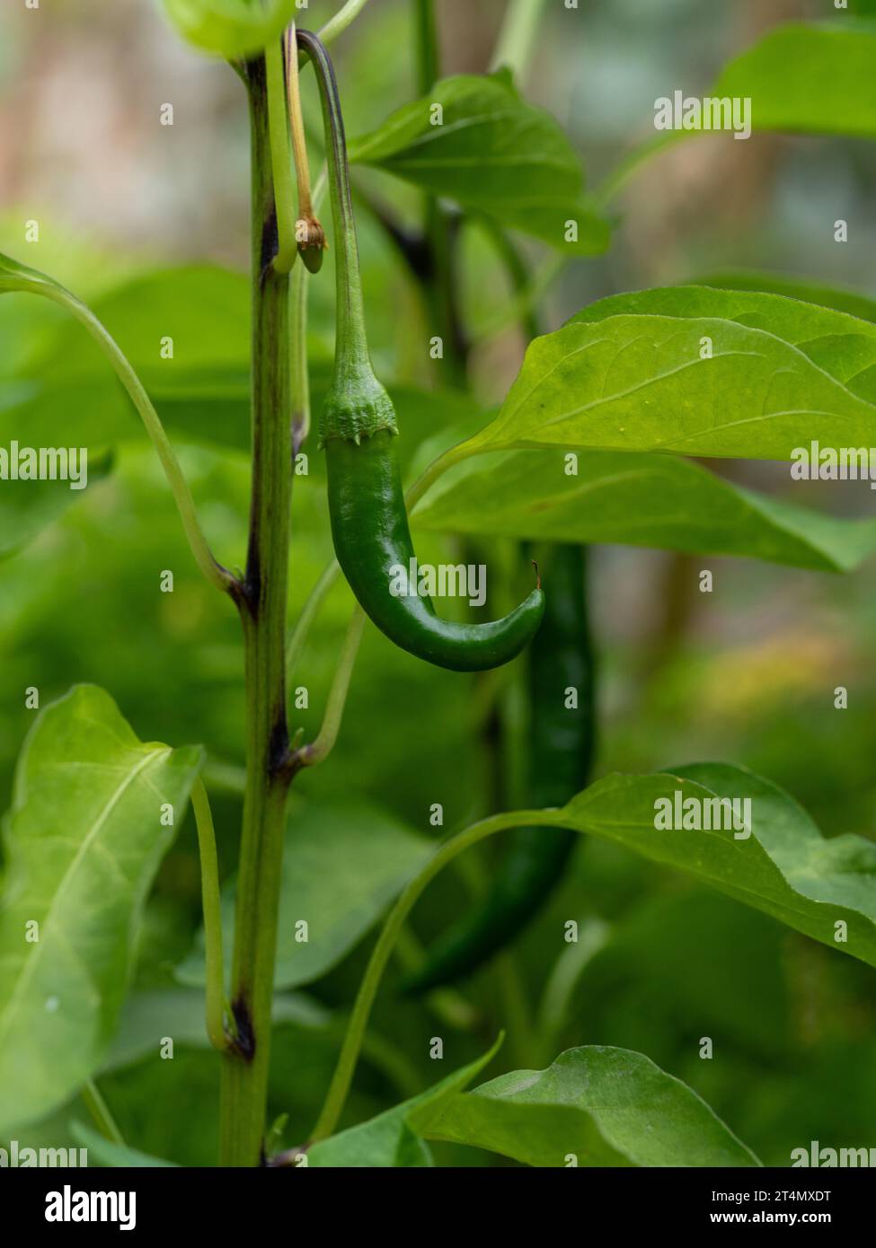 A green Chilli growing on the plant in an Australian vegetable garden ...