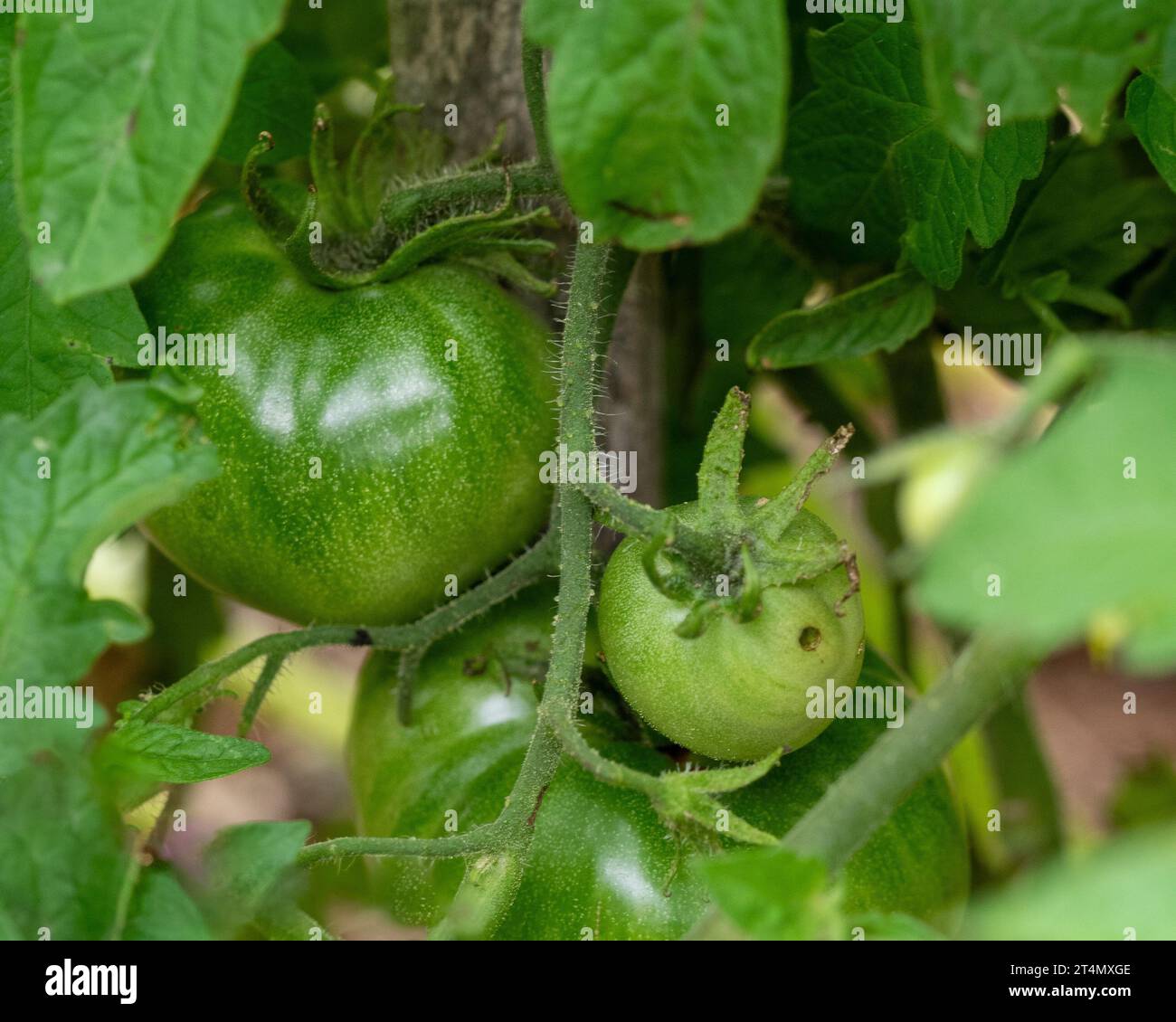 Green tomatoes of various shapes sizes and types fruiting and growing ...