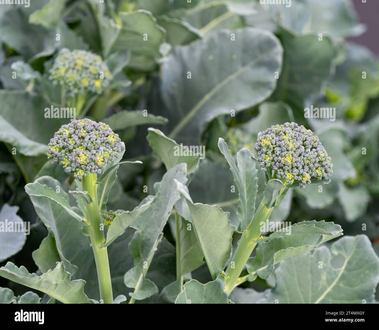 Broccoli florets and leaves, blue green, thriving and ready to harvest ...