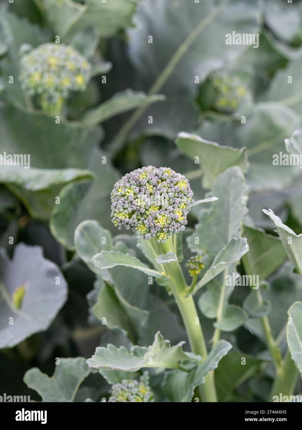 Broccoli florets and leaves, blue green, thriving and ready to harvest ...