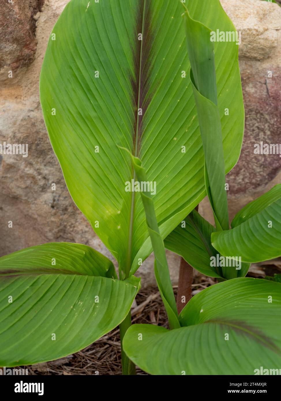 Cape York Lily (Curcuma australasica), large green leaves, grows edible ...