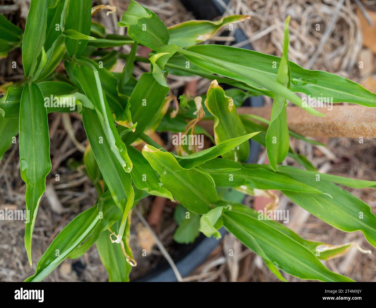Zingiber officinale leaves hi-res stock photography and images - Alamy
