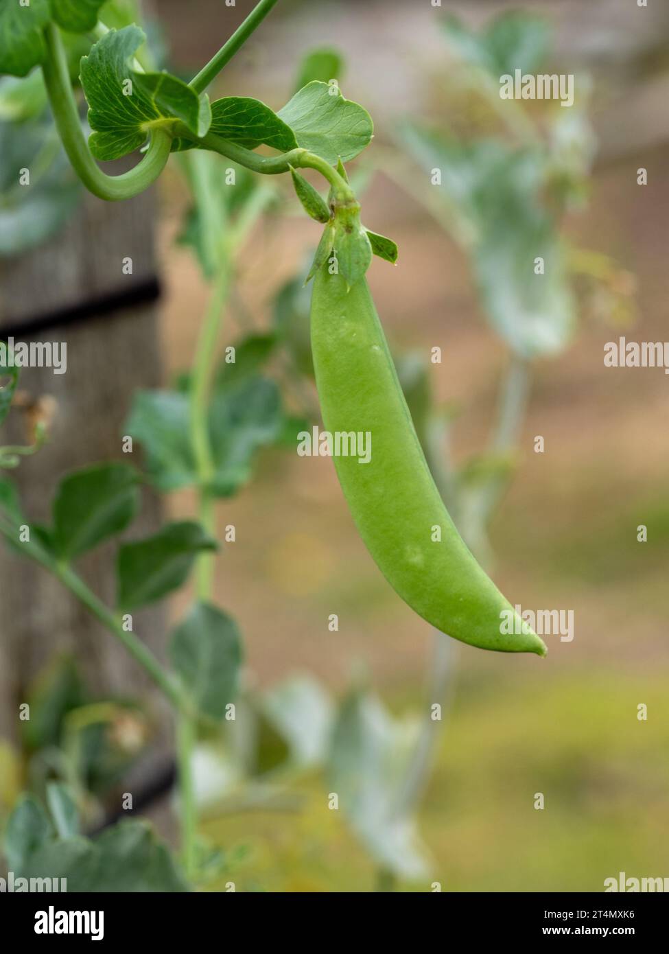 A green Honey Snap Pea pod hanging from a winding leafy vine in an ...
