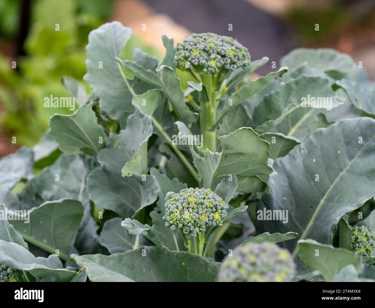 Broccoli growing in an Australian vegetable garden, florets and blue ...