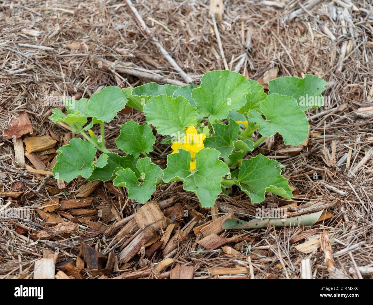 Rockmelon vine plant, flourishing green leaves and yellow flowers ...