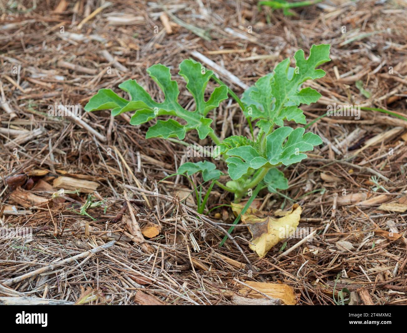 Watermelon vine, young plant in an Australian garden Stock Photo - Alamy