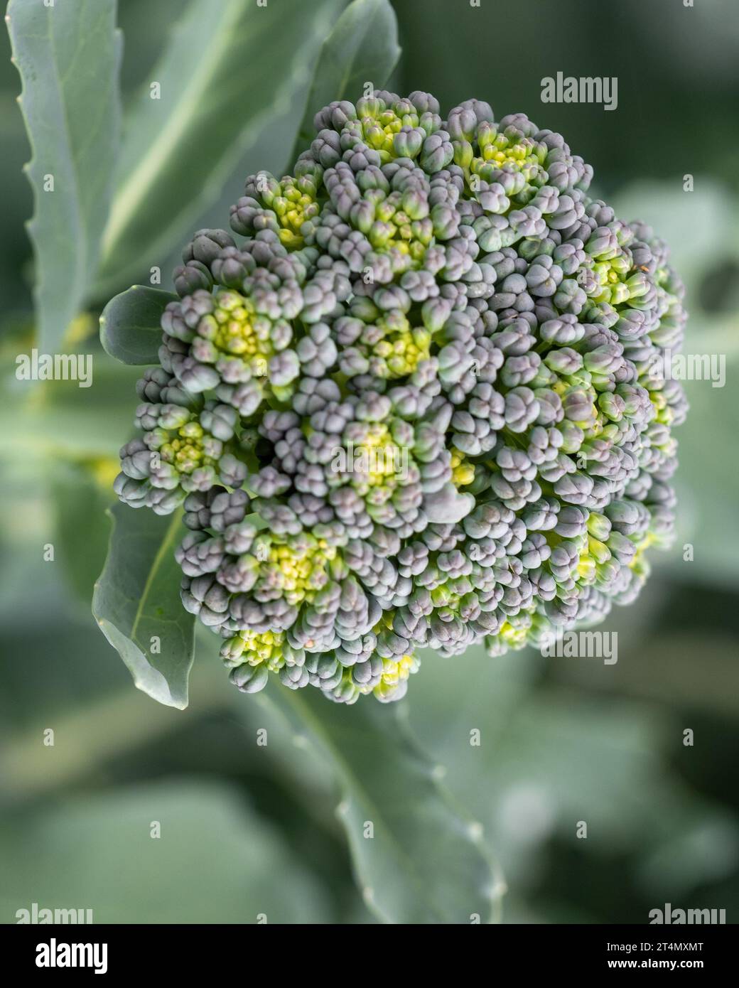 Broccoli flower or crown and blue green leaves, closeup, growing in an ...