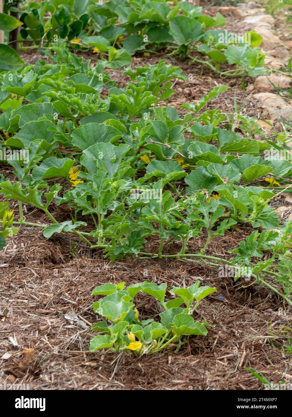 Watermelon plant growth stages hi-res stock photography and images - Alamy