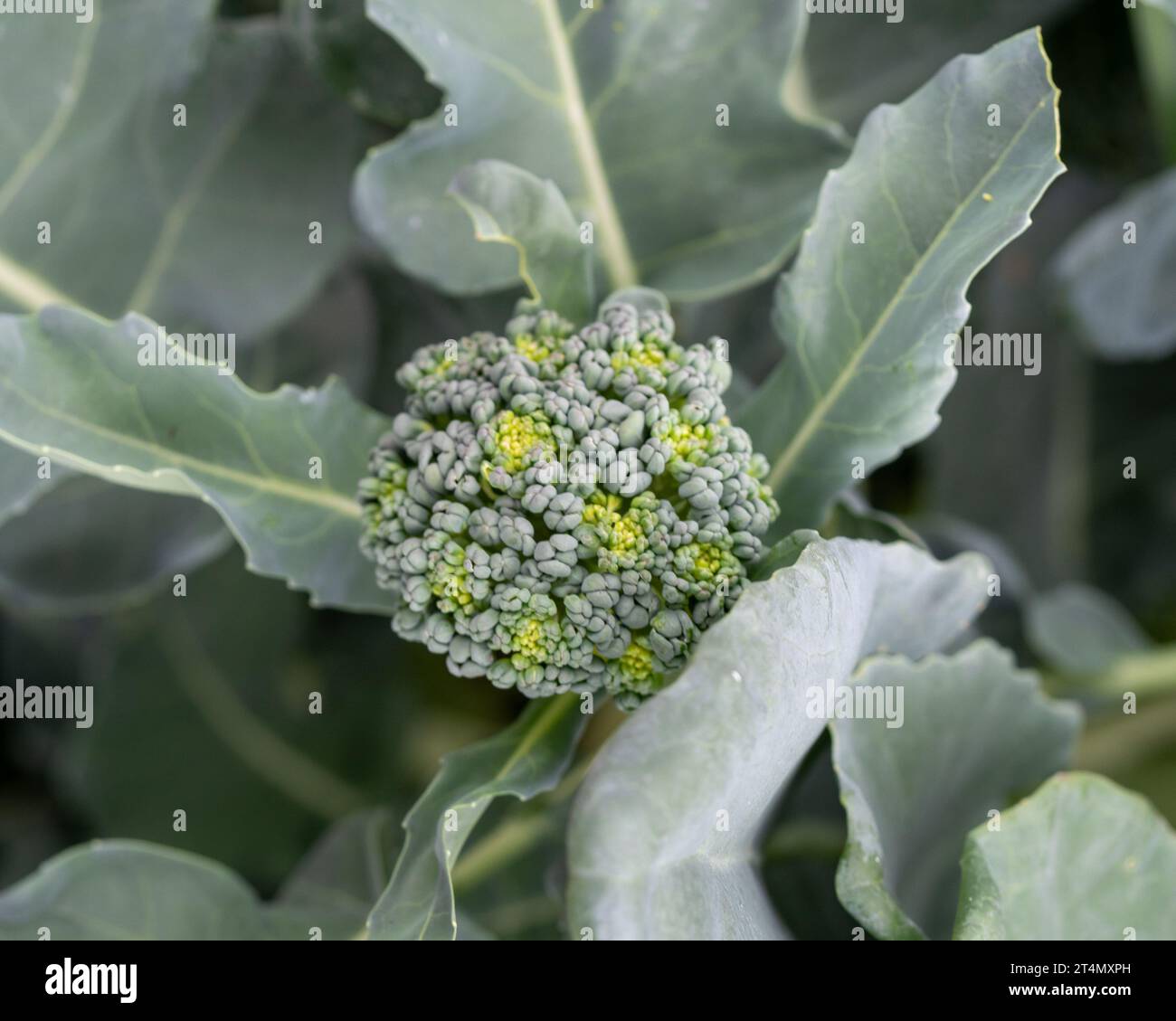 Plant life cycle phases hi-res stock photography and images - Alamy