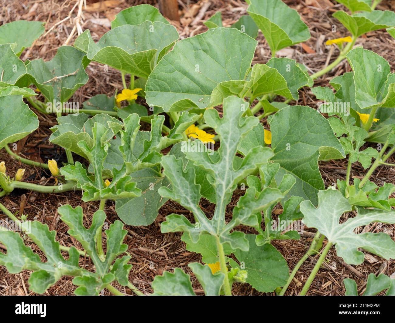 Watermelon plant growth stages hi-res stock photography and images - Alamy