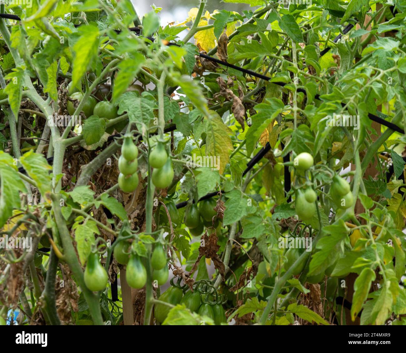 Messy clusters hi-res stock photography and images - Alamy