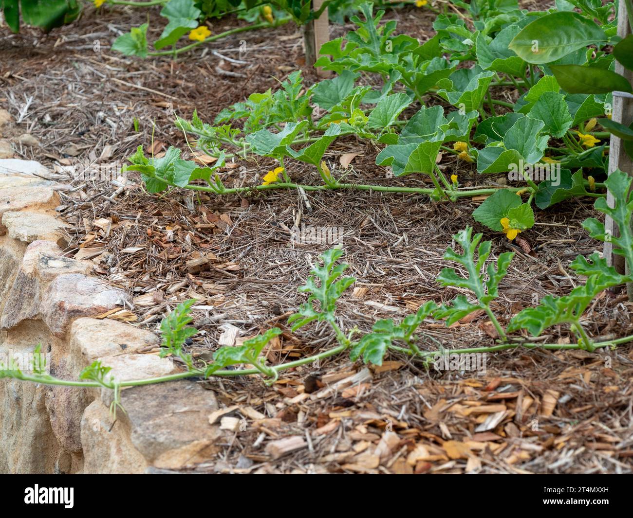 Watermelon and Rockmelon vines making their way out of the garden Stock ...