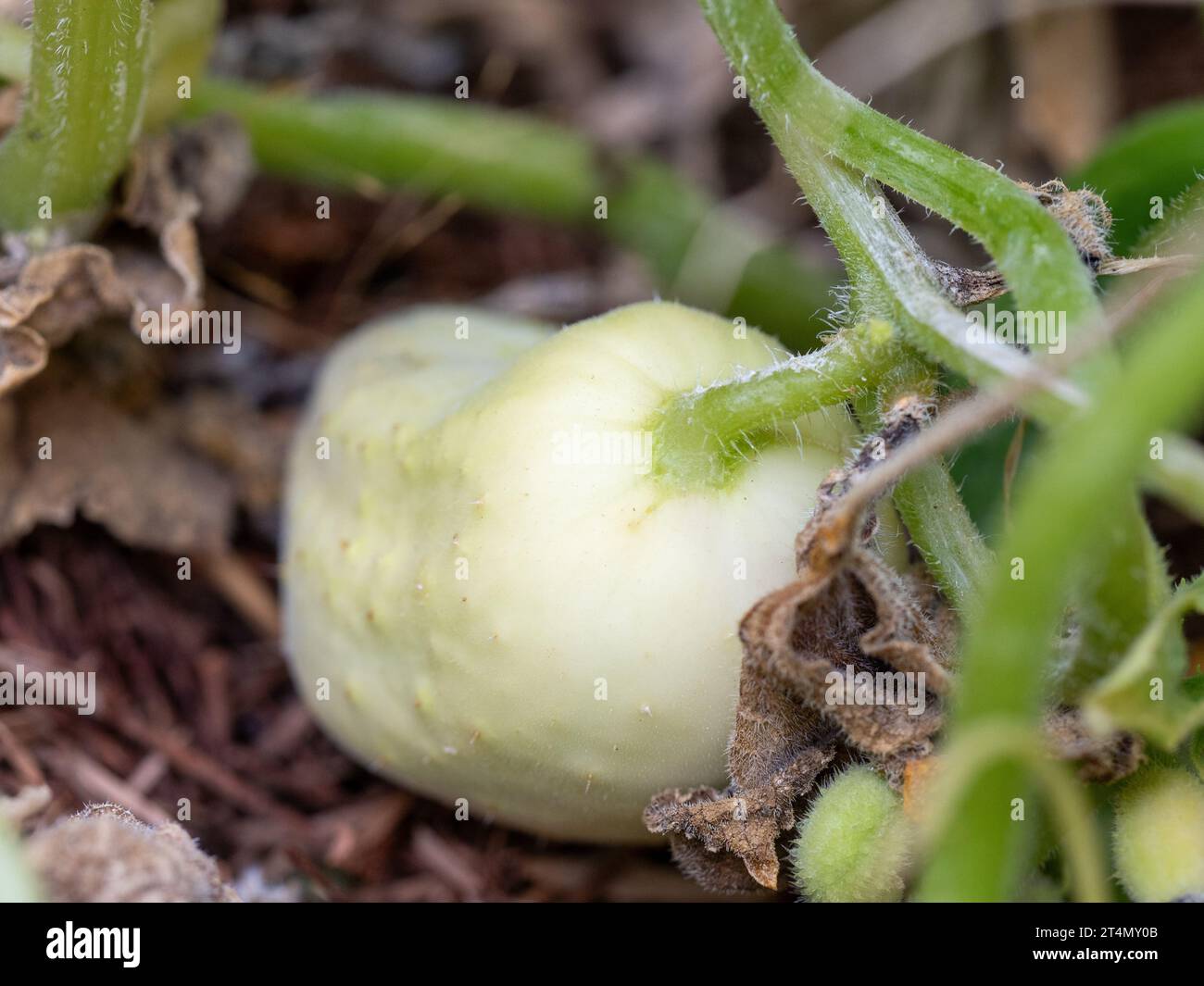 White Cucumber growing on the vine in an Australian vegetable garden ...