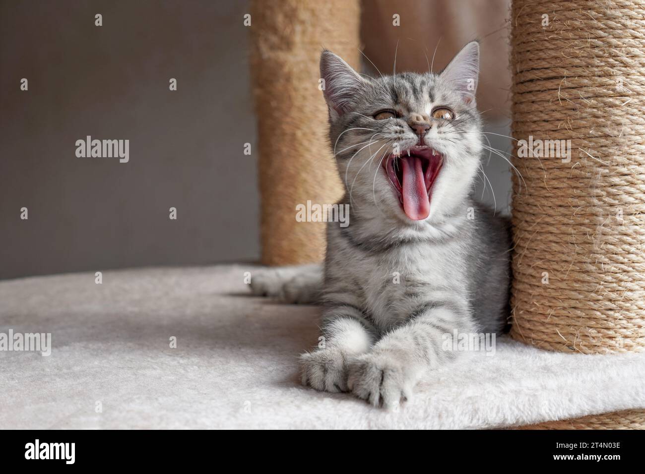 funny kitten cat yawn or roar of laughter Stock Photo - Alamy