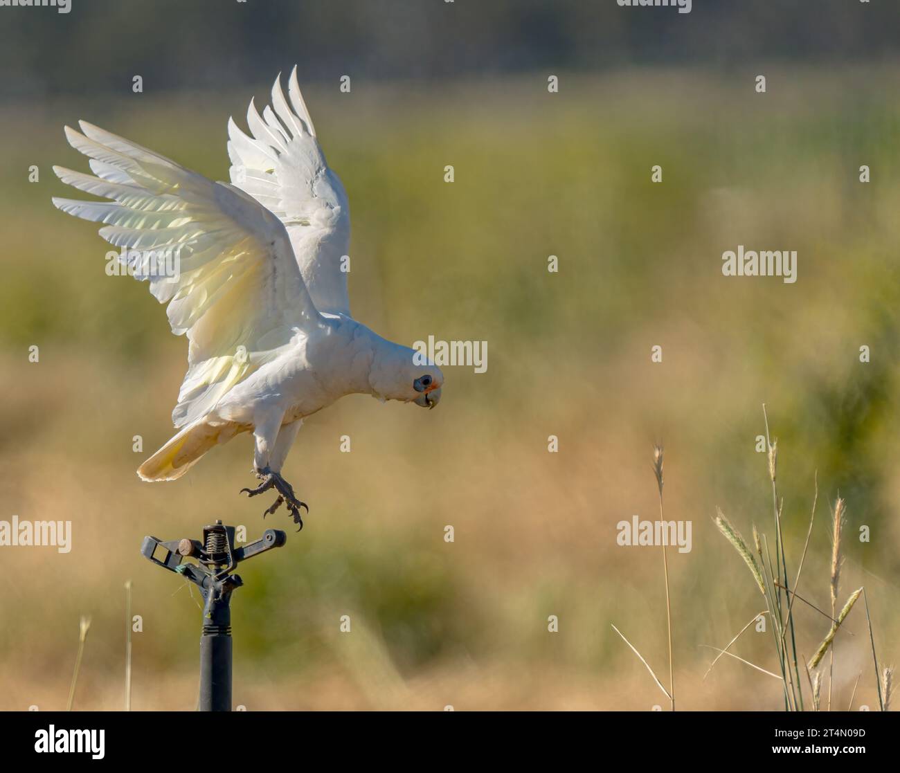 a pair of Little Corellas, a type of parrot native to Australia Stock ...