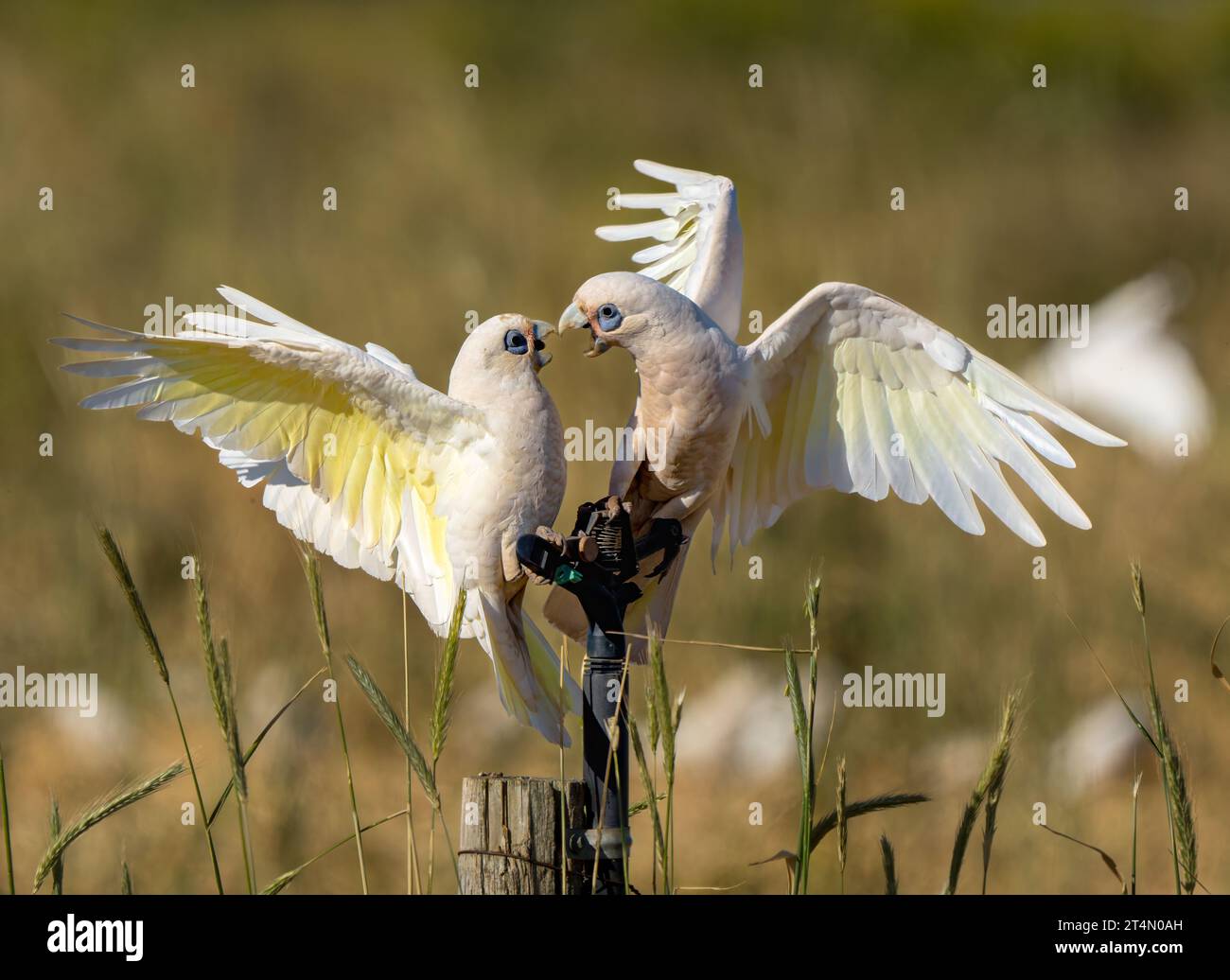 a pair of Little Corellas, a type of parrot native to Australia Stock ...