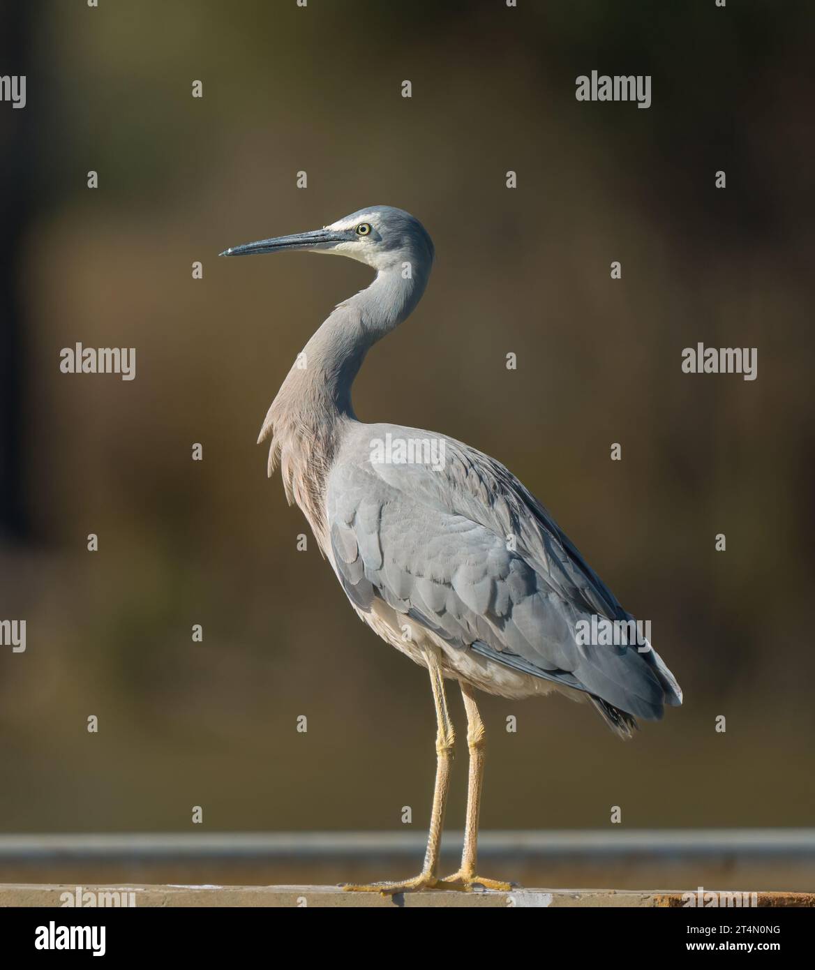 White faced grey heron hi-res stock photography and images - Alamy