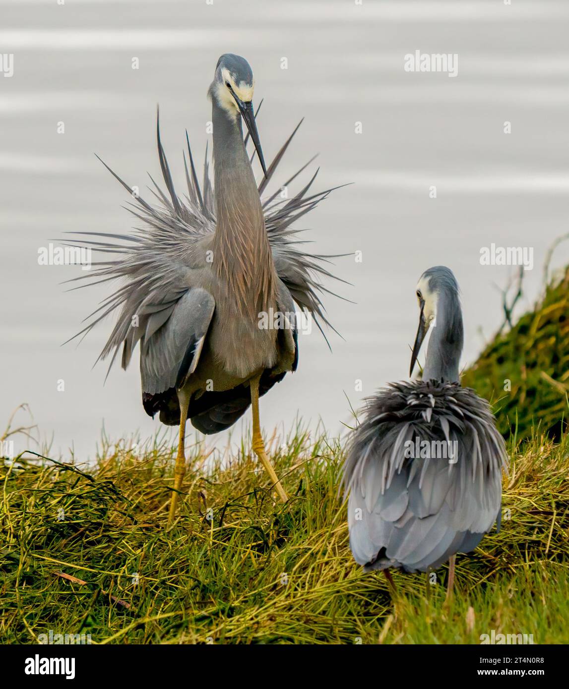 Grey heron 2023 hi-res stock photography and images - Alamy