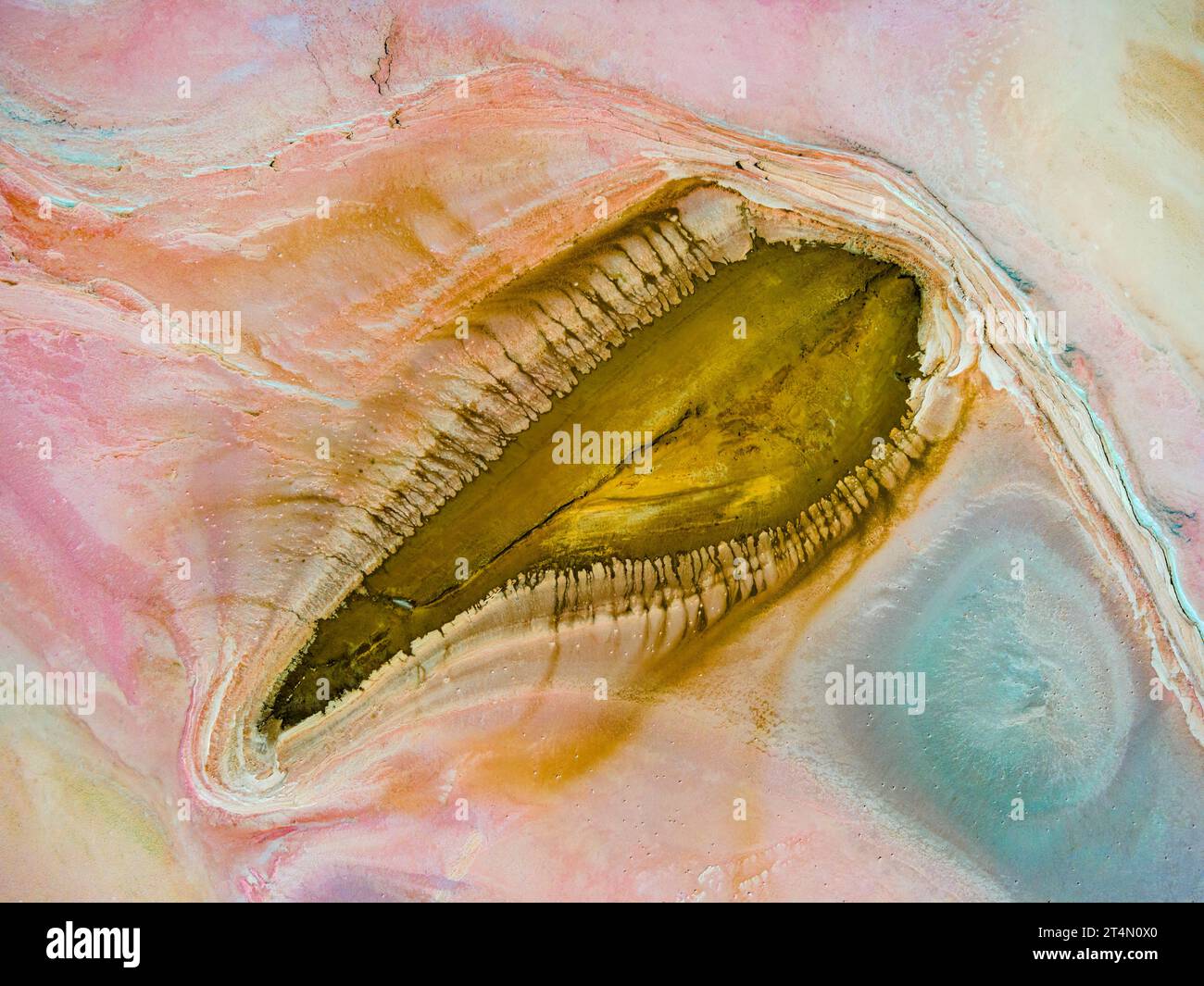 Salt amoeba hi-res stock photography and images - Alamy