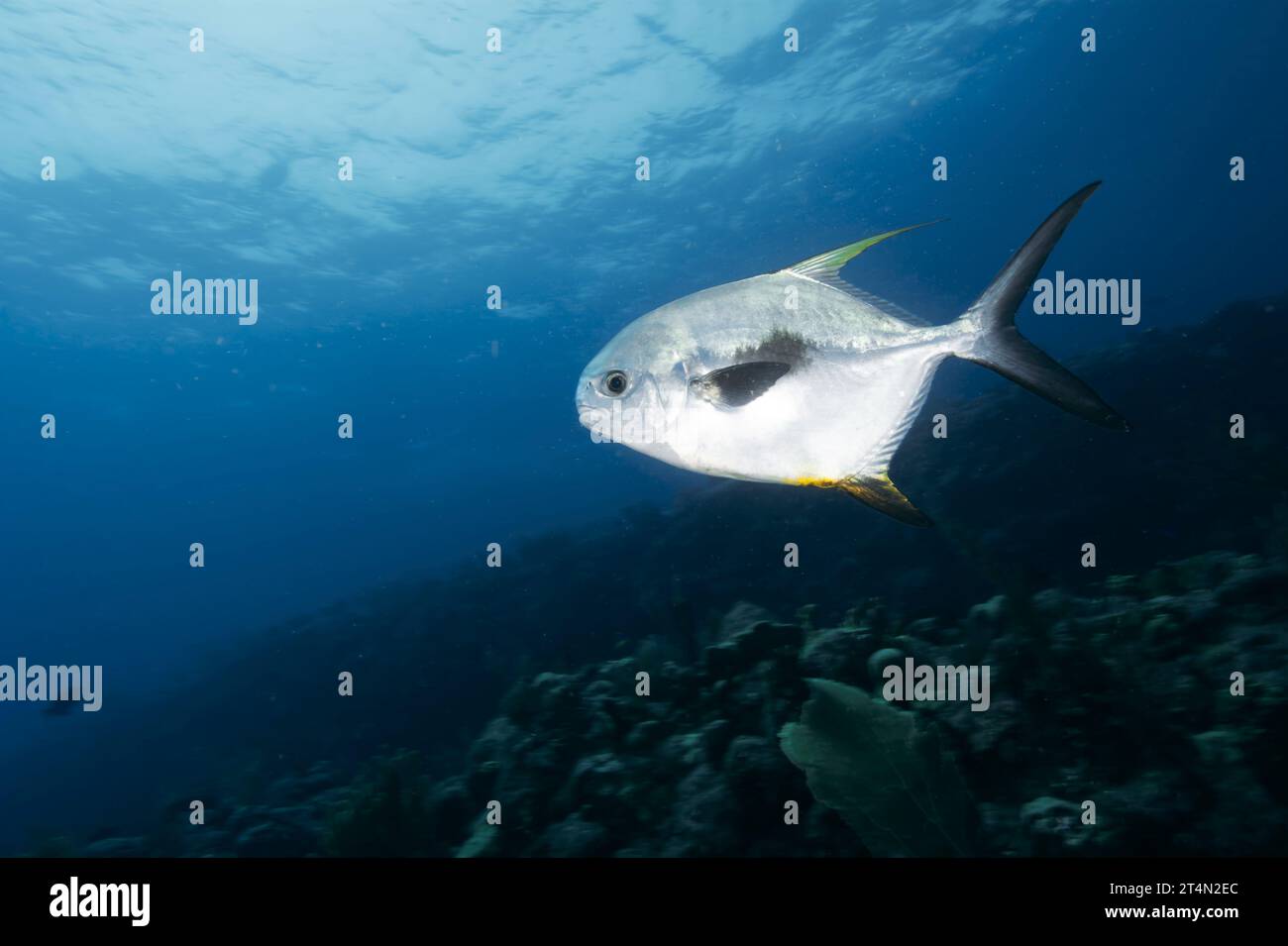 A Permit (Trachinotus falcatus) swimming over a shallow reef Stock ...