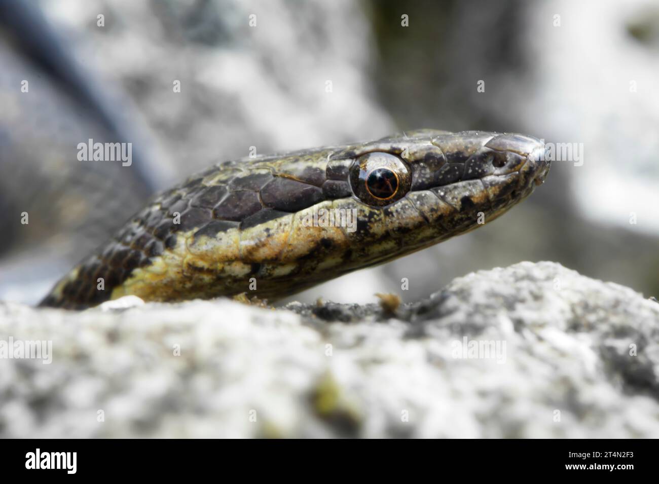 Red bellied racer hi-res stock photography and images - Alamy