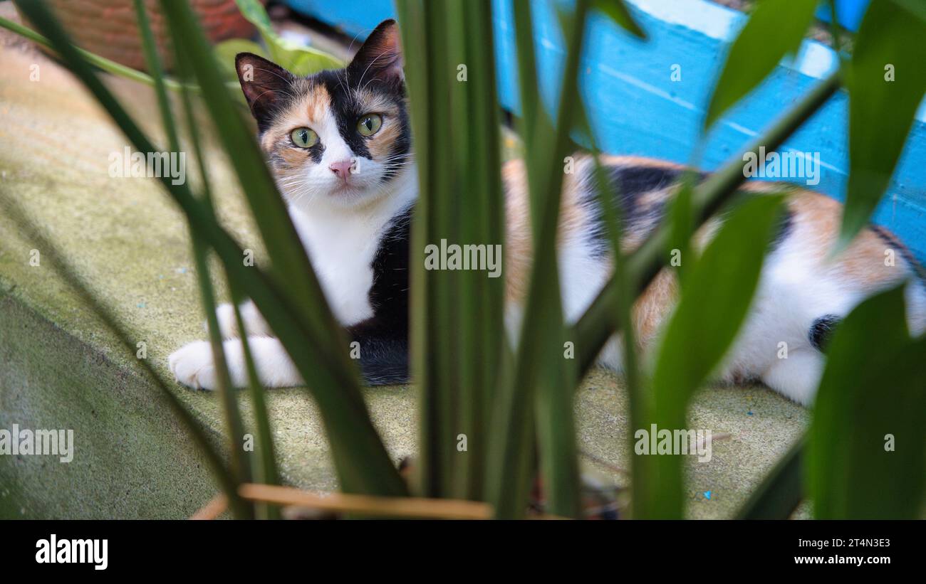 Multi color cat hi-res stock photography and images - Alamy