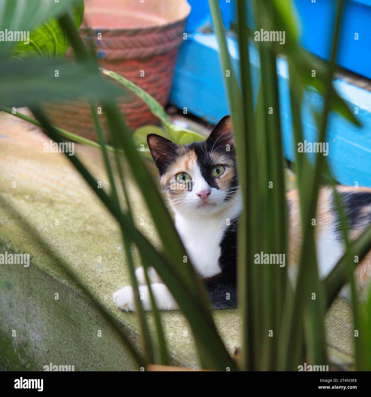 Beautiful calico cat, multi coloured cat resting on the step behind ...