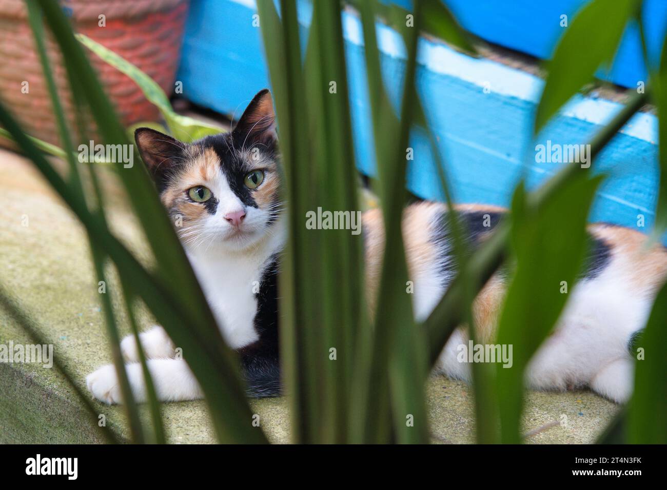 Beautiful calico cat, multi coloured cat resting on the step behind ...