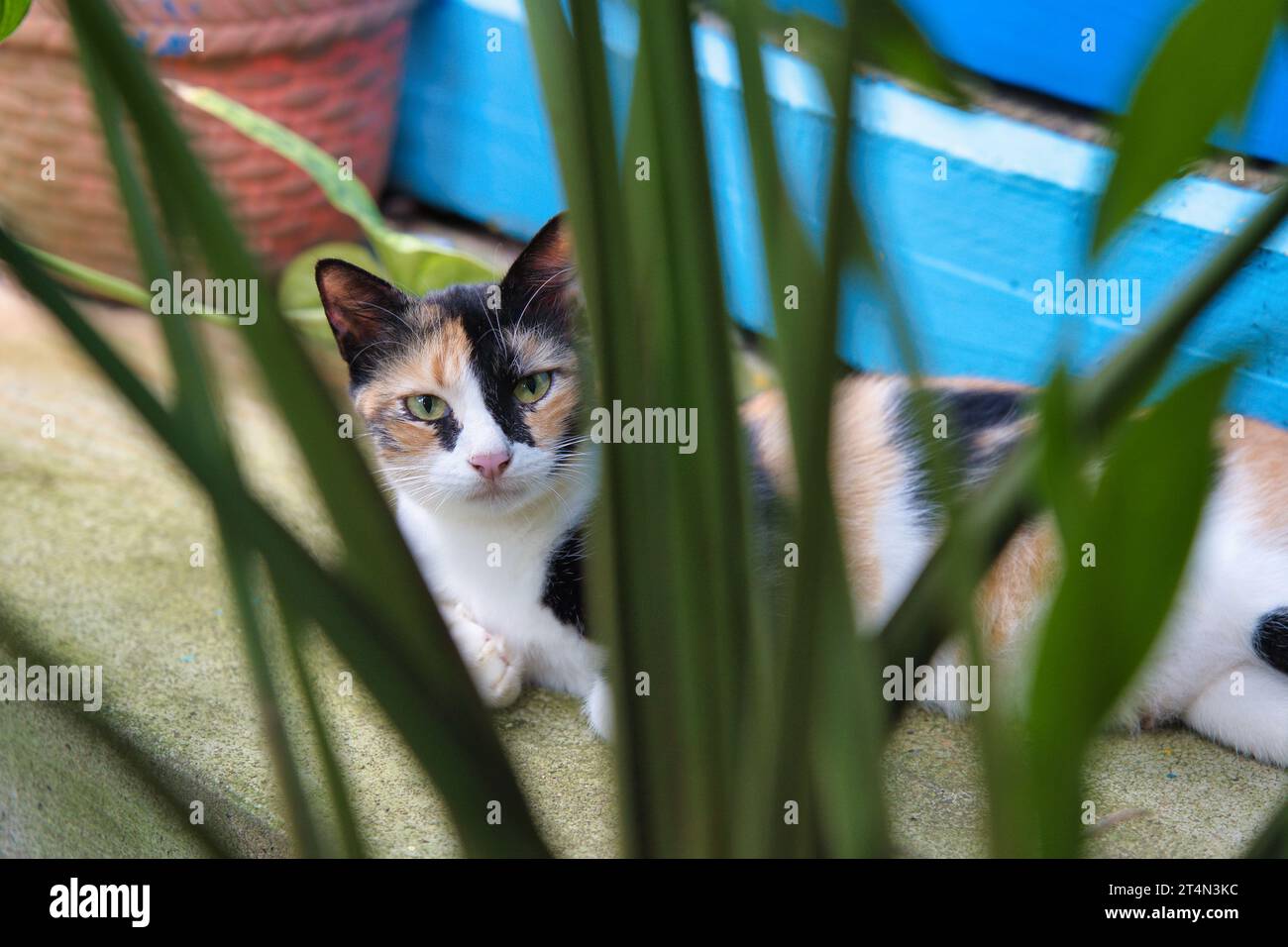 Beautiful calico cat, multi coloured cat resting on the step behind ...