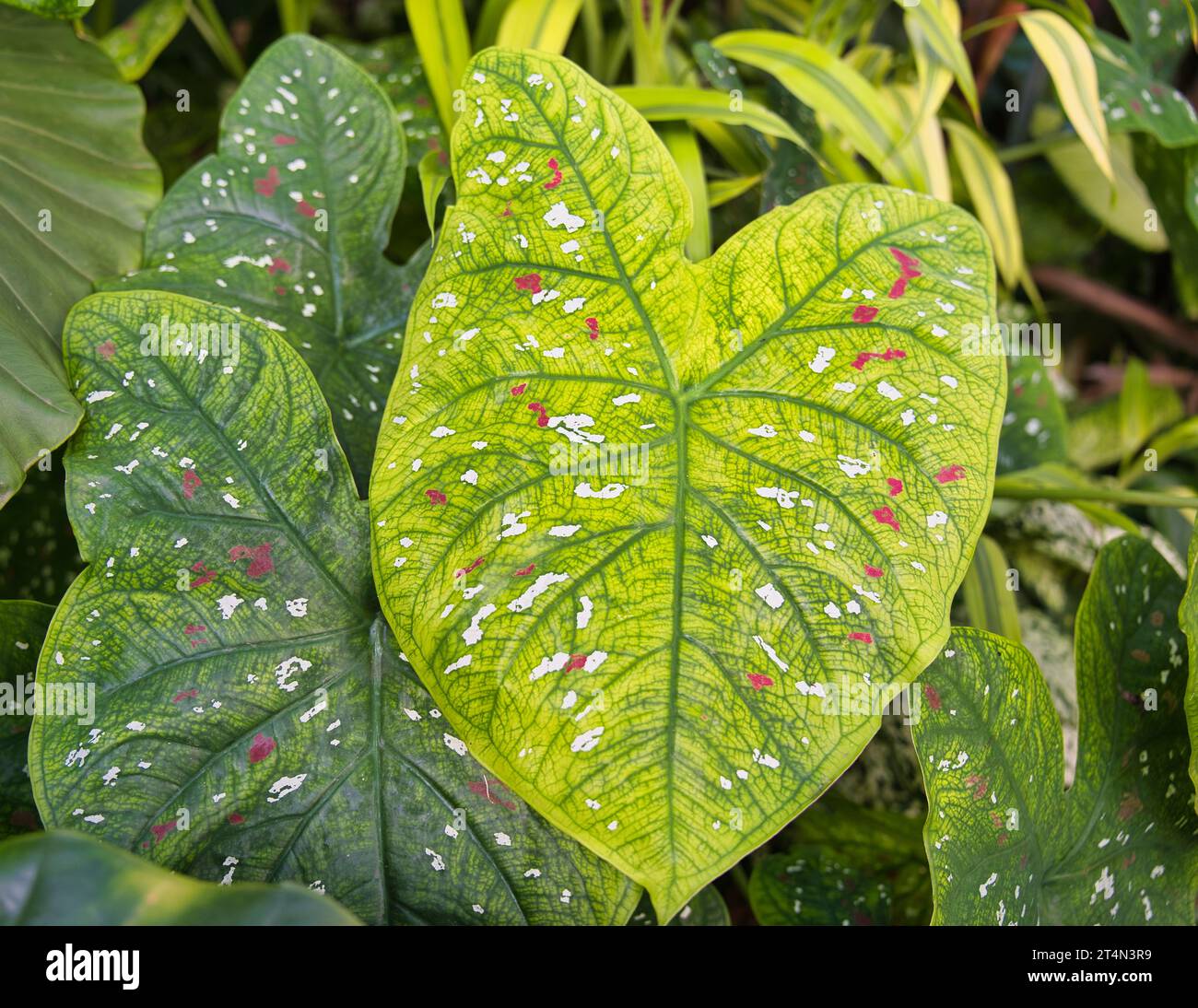 Caladium tricolor hi-res stock photography and images - Alamy