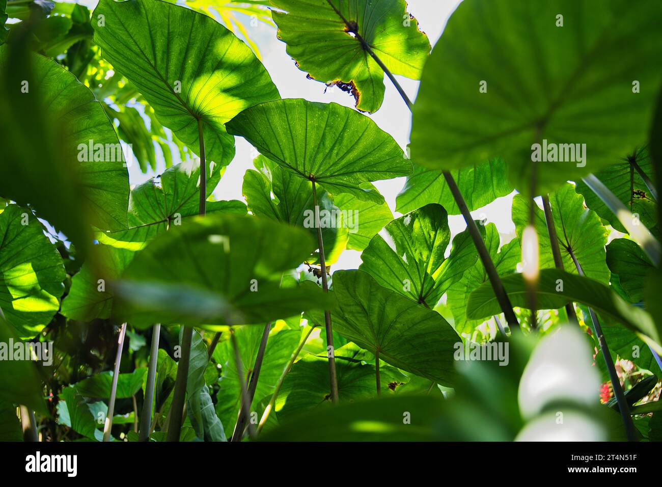 Low angle shot of taro is a root vegetable. It is the most widely ...