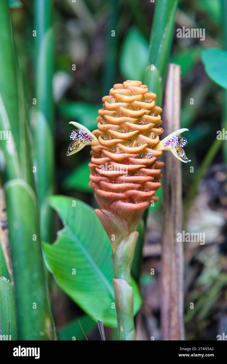 Shampoo ginger hi-res stock photography and images - Alamy